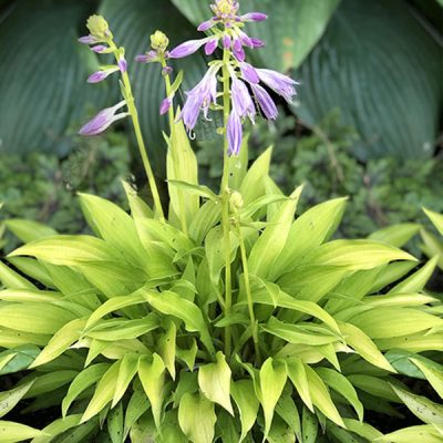 Hosta 'Munchkin Fire' - Jardins Michel Corbeil