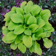 Hosta 'Sun Mouse' - Jardins Michel Corbeil