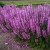 Salvia pratensis Fashionista 'Moulin Rouge' - Jardins Michel Corbeil