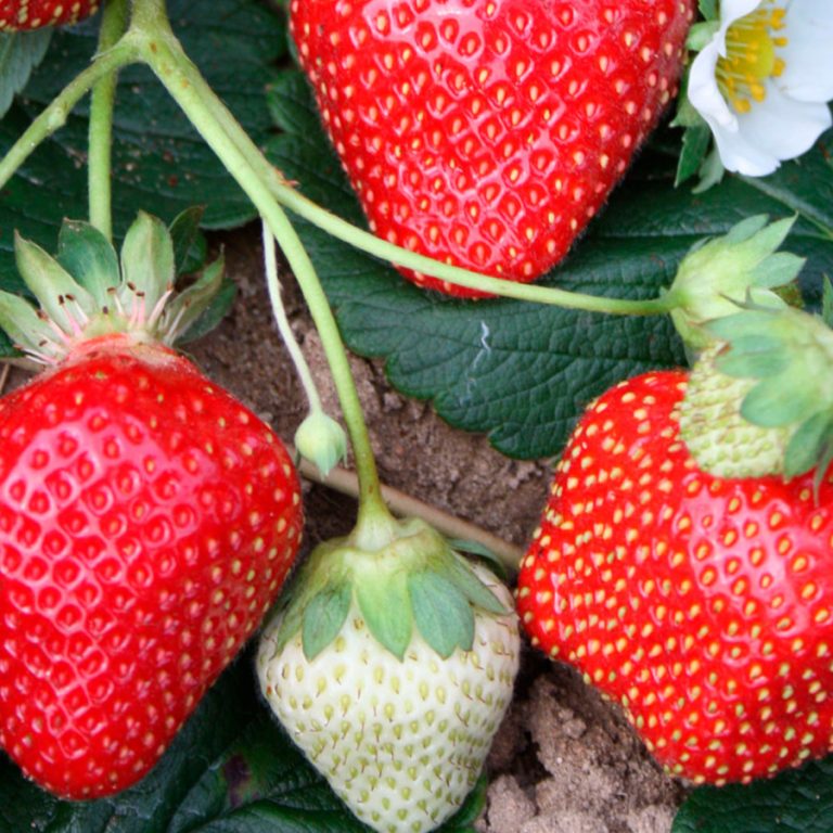 Fraisiers Seascape - Jardins Michel Corbeil