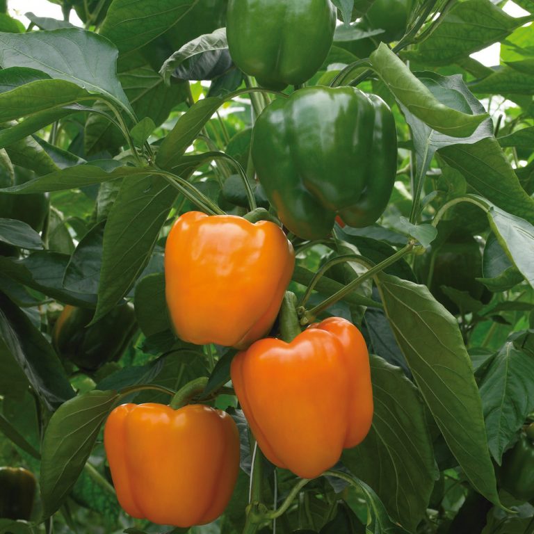 Poivron Doux Delirio Orange - Jardins Michel Corbeil