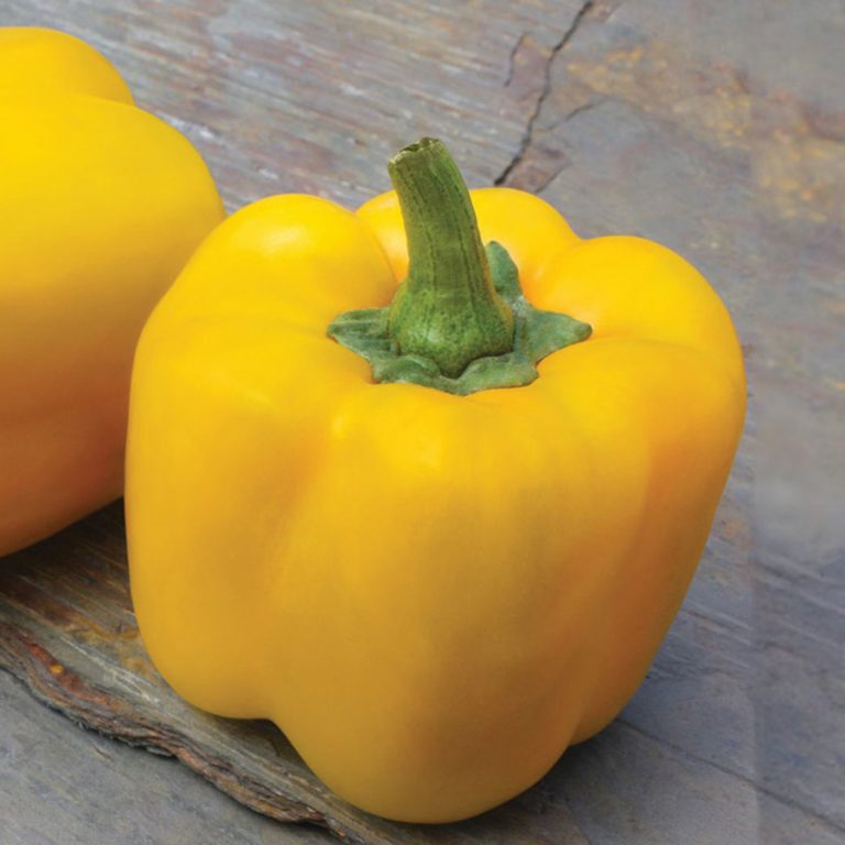 Poivron doux Jaune Early Summer - Jardins Michel Corbeil