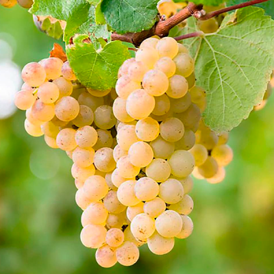 Vignes 'Frontenac Blanc' - Jardins Michel Corbeil