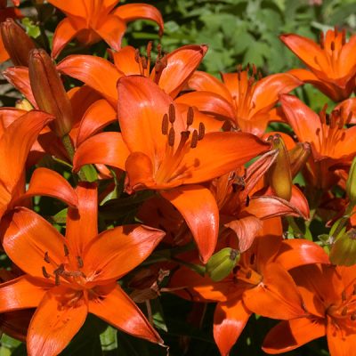 Lilium Asiatic Orange Matrix - Jardins Michel Corbeil