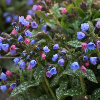 Pulmonaria Pink-A-Blue® - Jardins Michel Corbeil