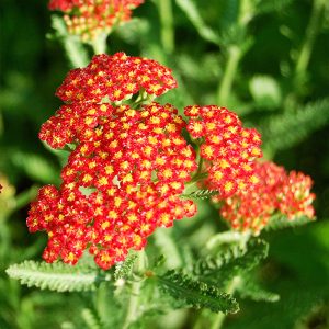 ACHILLEA 'Paprika' (millefolium) – Achillée – Common Yarrow - Jardins ...