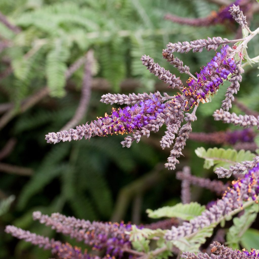 AMORPHA nana – - Fragrant False Indigo - Jardins Michel Corbeil
