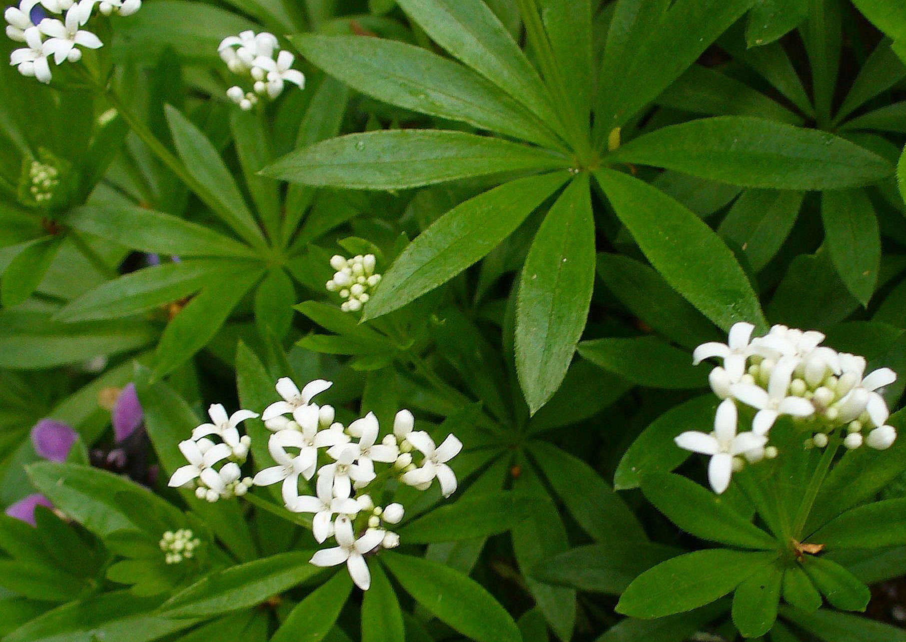 ASPERULA odorata (Galium) – ASPÉRULE ODORANTE – SWEET WOODRUFF ...