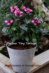 Chelone ‘Tiny Tortuga’ – Galane tête-de-tortue – Pink Turtle Head ...