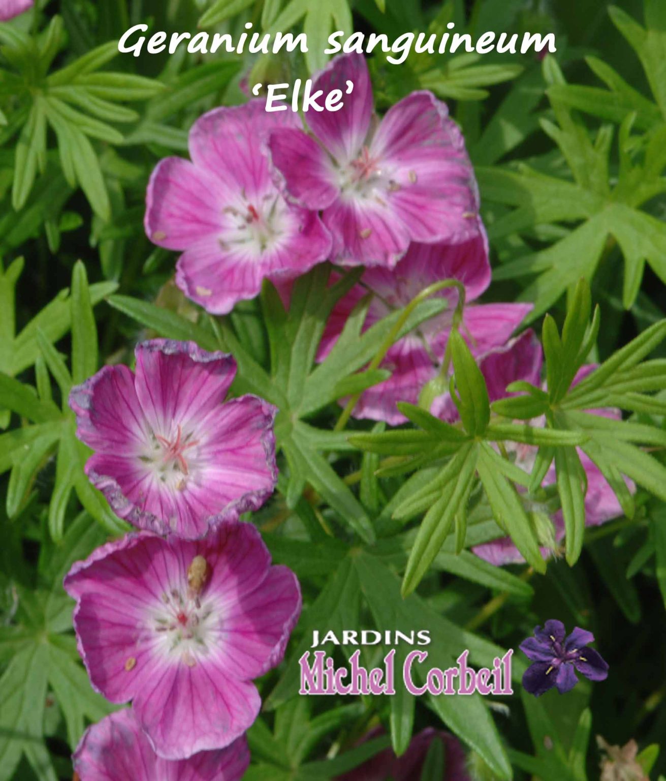GERANIUM sanguineum ‘Elke’ – géranium sanguin – Bloody Cranesbill ...