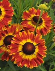 HELENIUM autumnale ‘Fuego’ PPAF Hélénie – Sneeze Holly - Jardins Michel ...