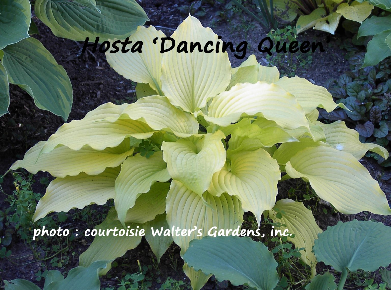 HOSTA ‘Dancing Queen’ - Jardins Michel Corbeil