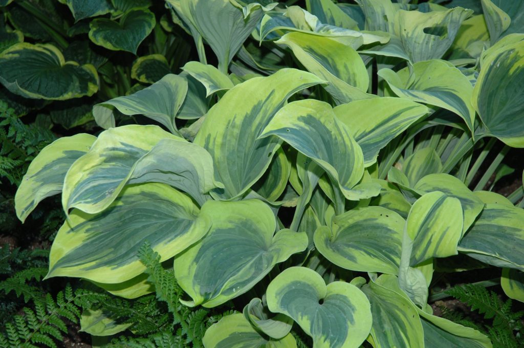 HOSTA ‘Liberty’ - Jardins Michel Corbeil