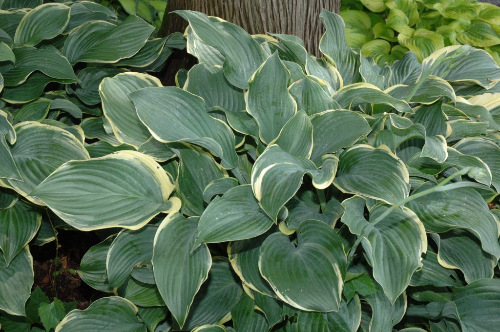 HOSTA ‘Regal Splendor’ - Jardins Michel Corbeil