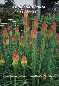 KNIPHOFIA hirsuta ‘Fire Dance’ – Tritoma – Red Hot Poker - Jardins ...
