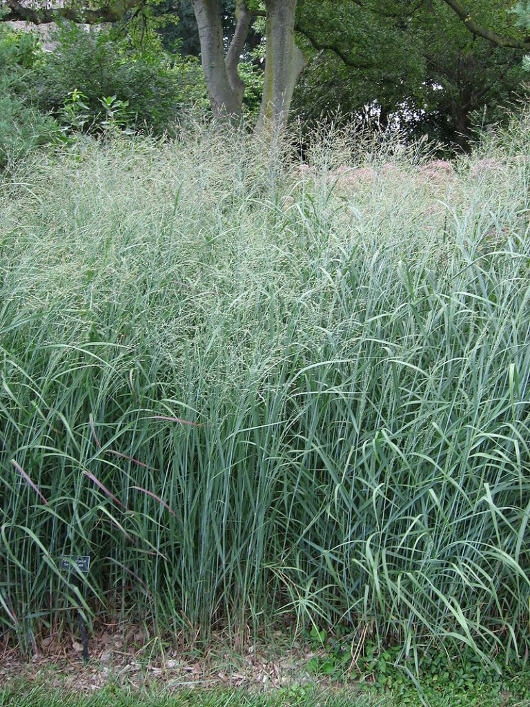 PANICUM virgatum – Panic raide – Switchgrass - Jardins Michel Corbeil