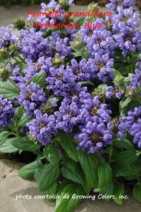PRUNELLA grandiflora ‘Freelander Blue’ – Prunelle – Self-heal - Jardins ...