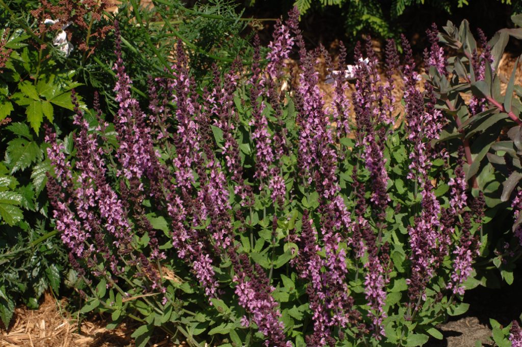SALVIA ‘Sensation rose’ (nemorosa) – PP18230 CPBR 2851 – Sauge – Sage ...