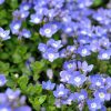 VERONICA liwanensis – Véronique – Turkish Speedwell - Jardins Michel ...