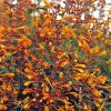 Agastache aurantiaca ‘Tango’ – Agastache – Anise Hyssop – Hummingbird ...