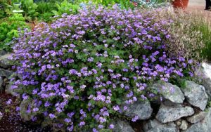 GERANIUM Pyrenaicum ‘Bill Wallis’ - Jardins Michel Corbeil