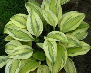HOSTA ‘Captain’s Adventure’ - Jardins Michel Corbeil