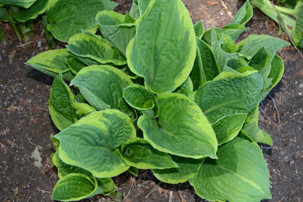 HOSTA 'Abiqua Moonbeam' - Jardins Michel Corbeil