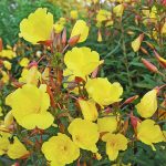 OENOTHERA fructicosa 'Fireworks' – OENOTHÈRE – COMMON SUNDROPS ...