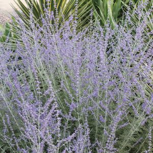 PEROVSKIA atriplicifolia 'Filigran' - Sauge de Russie - Russian sauge ...