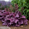 HEUCHERA PRIMO 'Wild Rose' - Jardins Michel Corbeil