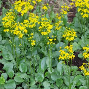 Senecio Obovatus – Squaw Weed - Jardins Michel Corbeil