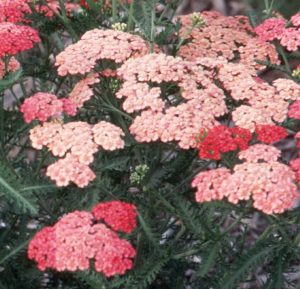 ACHILLEA ‘Apricot Delight’ (millefolium) – Achillée – Common Yarrow ...