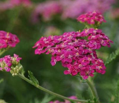 ACHILLEA 'Song Siren Layla' (millefolium) - Jardins Michel Corbeil