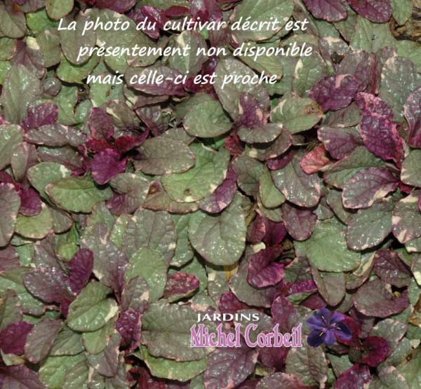 AJUGA reptans ‘Rainbow’ (syn. ‘Multicolor’) – Bugle rampante ...