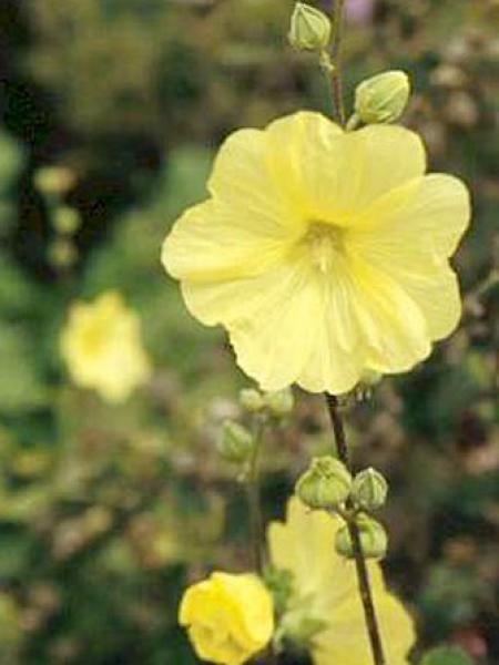 ALCEA ‘Sunshine’ (rosea) – Rose trémière – Hollyhock - Jardins Michel ...