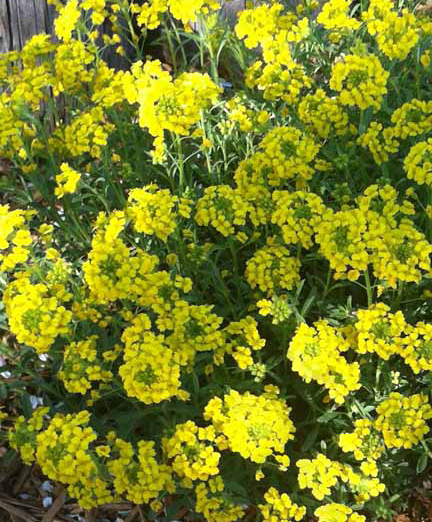 ALYSSUM 'Golden Spring'– Wulfenianum-Corbeille d’Or – Basket-of-Gold ...