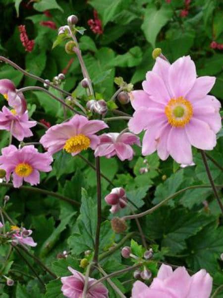 ANEMONE ‘Praecox’ (hupehensis) – Anémone – Windflower - Jardins Michel ...
