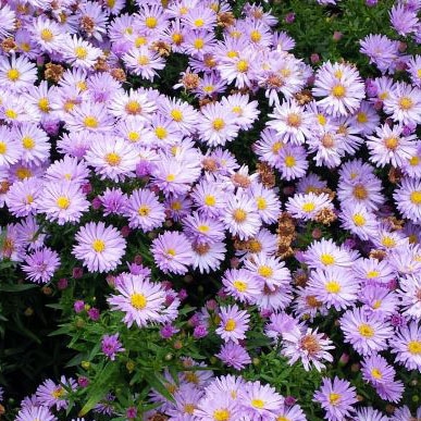ASTER ‘Audrey’ (dumosus) - Jardins Michel Corbeil