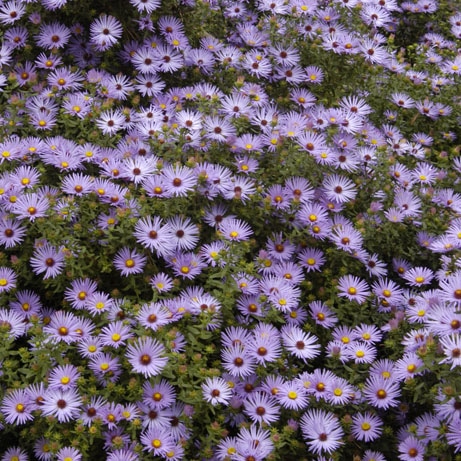 ASTER ‘Raydon’s Favorite’ (oblongifolius) – Aster – Aromatic Aster ...