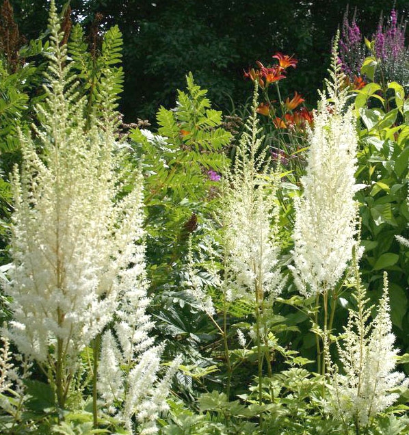ASTILBE ‘Diamonds and Pearls’(chinensis) PPAF – Astilbe – False Spirea ...