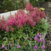 ASTILBE ‘Fireberry’ – Astilbe – False Spirea - Jardins Michel Corbeil
