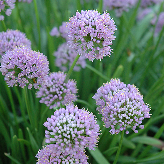 Allium tanguticum ‘Summer Beauty’ – Ail décoratif – Nodding Onion ...