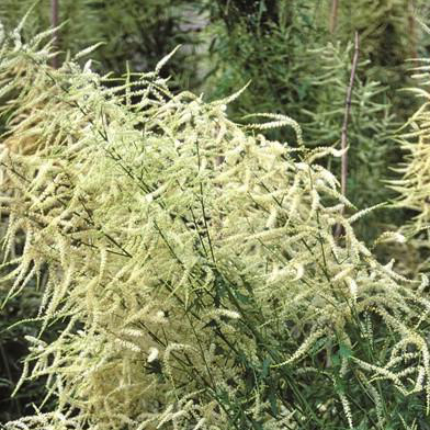 Aruncus dioicus ‘Whirlwind’ – Barbe-de-bouc – Goat’s Beard - Jardins ...