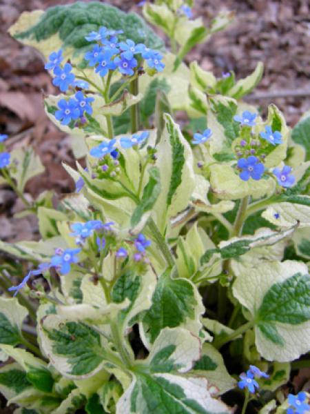 BRUNNERA ‘Dawson’s White’ (macrophylla) – Myosotis du Caucase ...