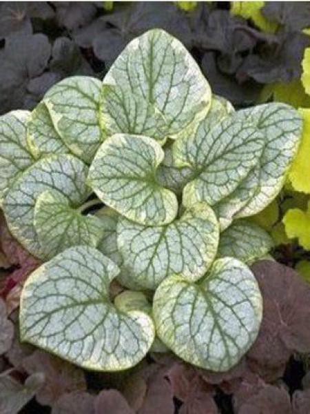 BRUNNERA ‘King’s Ransom’ (macrophylla) PPAF CBBRAF – Myosotis du ...
