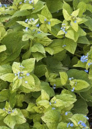 BRUNNERA ‘Spring Yellow’ (macrophylla) – Myosotis du Caucase – Siberian ...