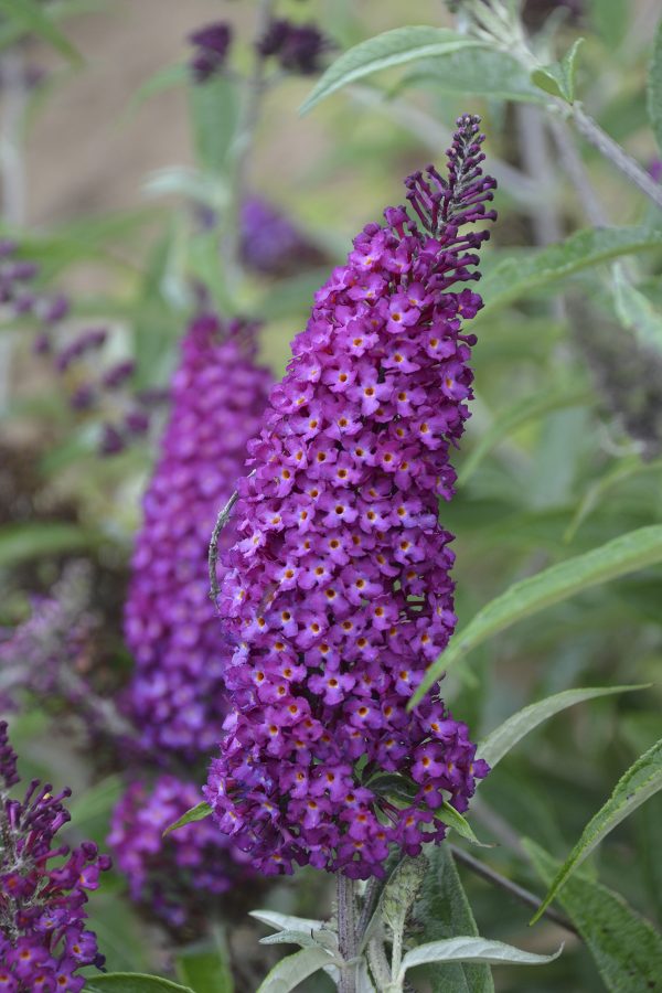 BUDDLEIA davidii 'Buzz™ Magenta Imp'– Arbuste aux papillons – Butterfly ...