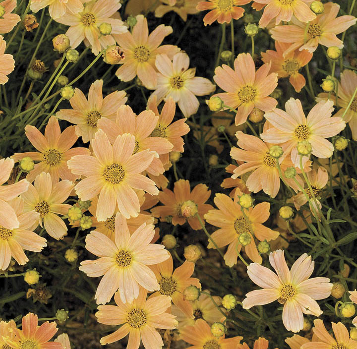 COREOPSIS ‘Sienna Sunset’ PP20470 VPBRAF – Coréopsis – Tickseed ...