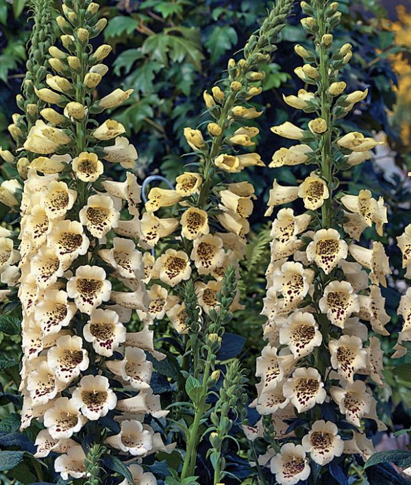 DIGITALIS ‘Camelot Cream’ (purpura) – Digitale – Foxglove - Jardins ...