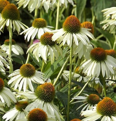 ECHINACEA purpurea ‘Alaska’ – Échinacée – Coneflower - Jardins Michel ...